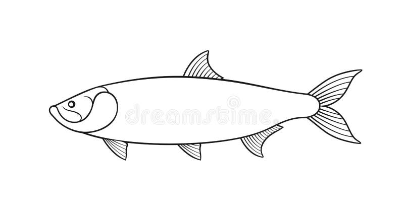 Tarpon Outline. Isolated Tarpon on White Background Stock Vector ...