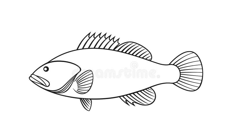 Grouper Fish Coloring Pages Sketch Coloring Page