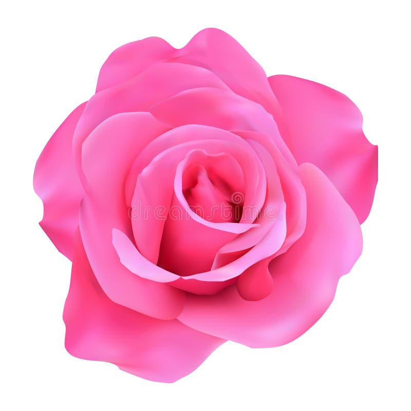 Very Attractive Pink Rose Vector. Real Vector of Roses. Stock Vector ...