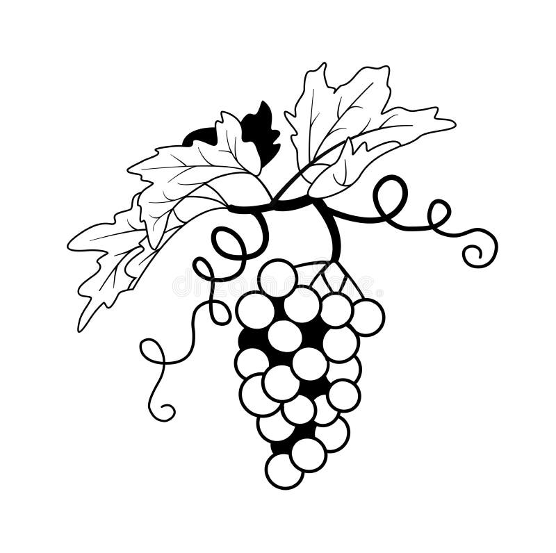 Grape Cluster Silhouette for Wine Companies Logo. Juicy Fruit Icon ...