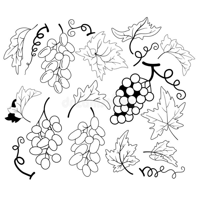 Set of Silhouettes of Grape Leaves, Bunches of Grapes and a Curly ...