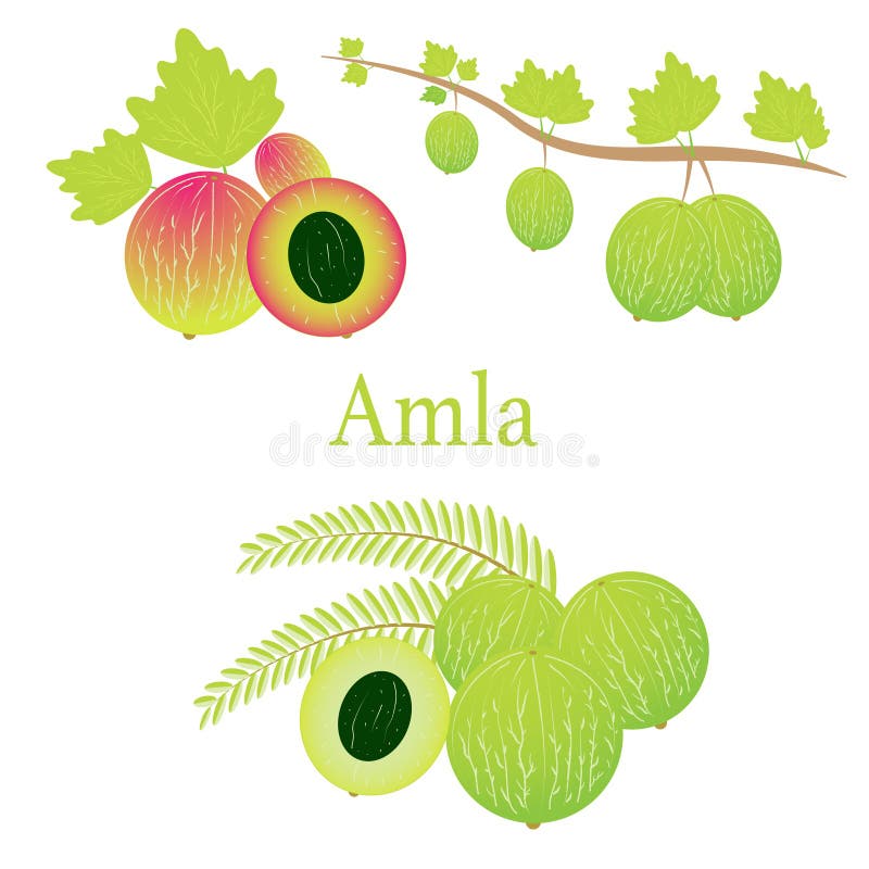 Amla or Indian Gooseberry and Leaves. Cosmetics and Medical Plant Stock ...