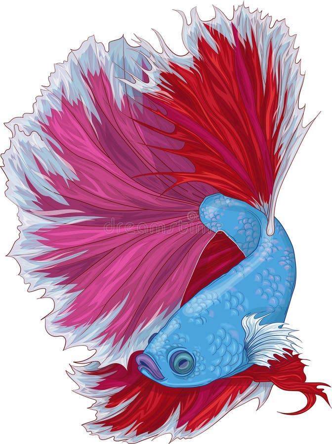 Realistic Dragon Fish. Fighting Fish Vector Illustration Stock Vector ...