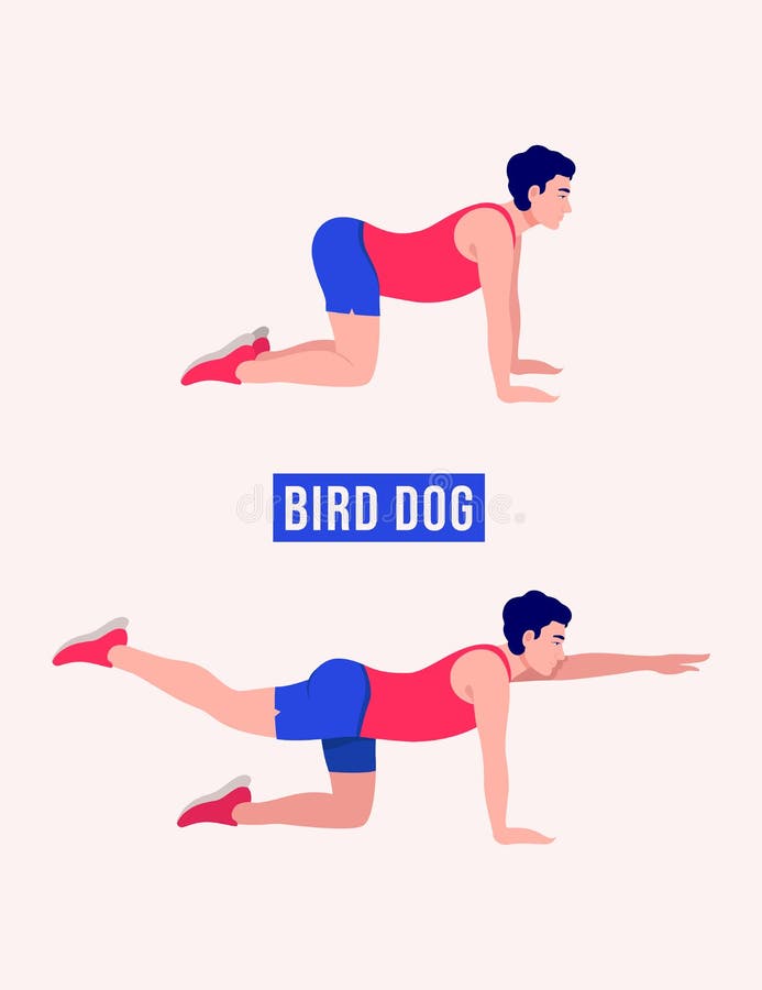 Bird Dog Exercise Stock Illustrations – 264 Bird Dog Exercise Stock ...