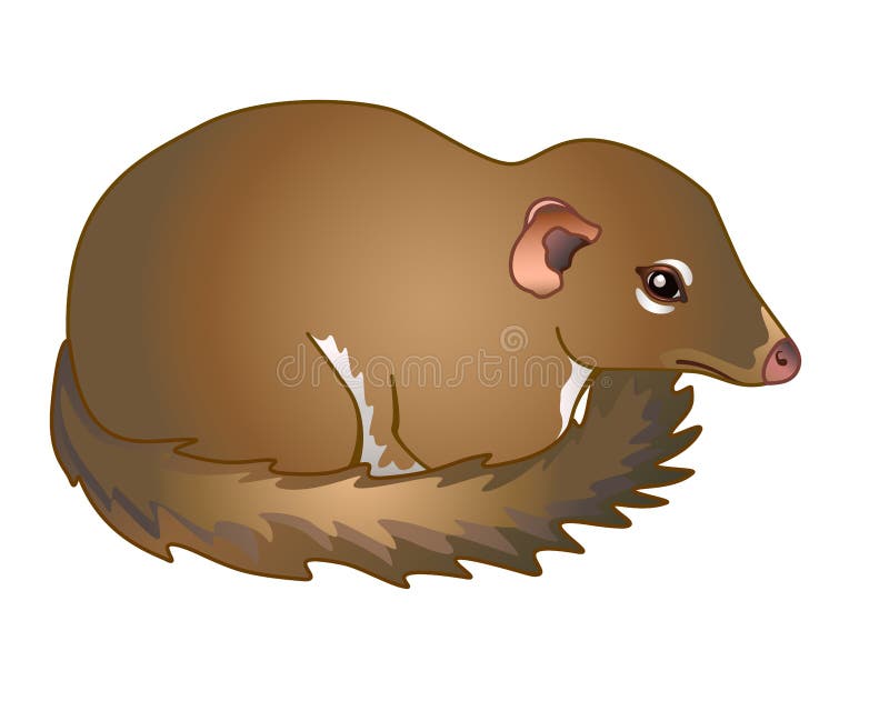 Tupaia - Small Primate - Vector Full Color Picture.Asian Small Animal ...
