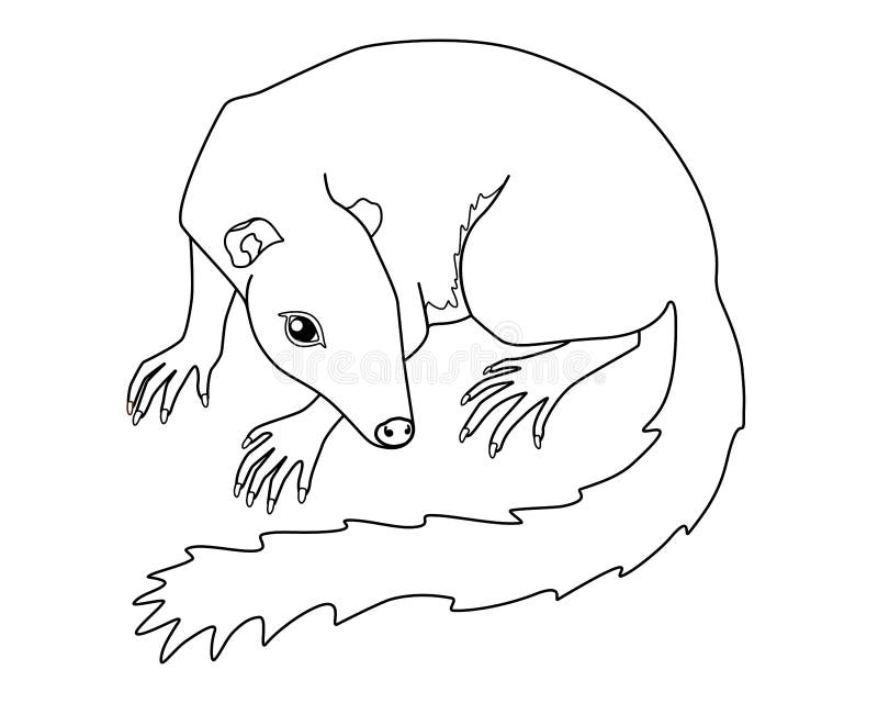 Tupaia - Small Primate - Vector Full Color Picture.Asian Small Animal ...