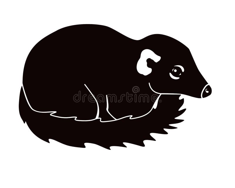 Treeshrew. Tupaia - Small Asian Animal - Vector Linear Picture for ...
