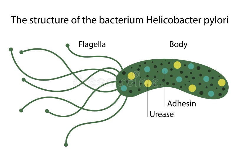 Bacterium Helicobacter Pylori Stock Vector - Illustration of gastric ...