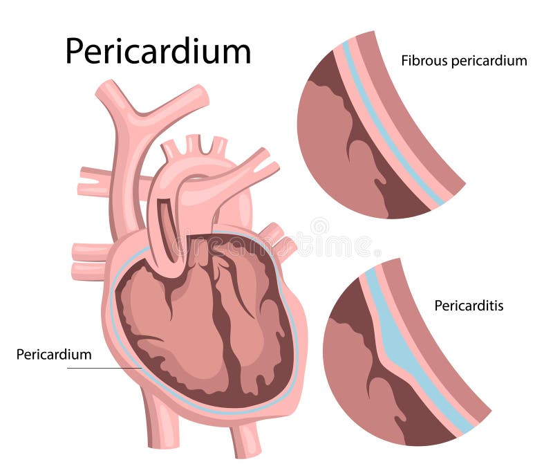 Pericardium Stock Illustrations – 543 Pericardium Stock Illustrations ...