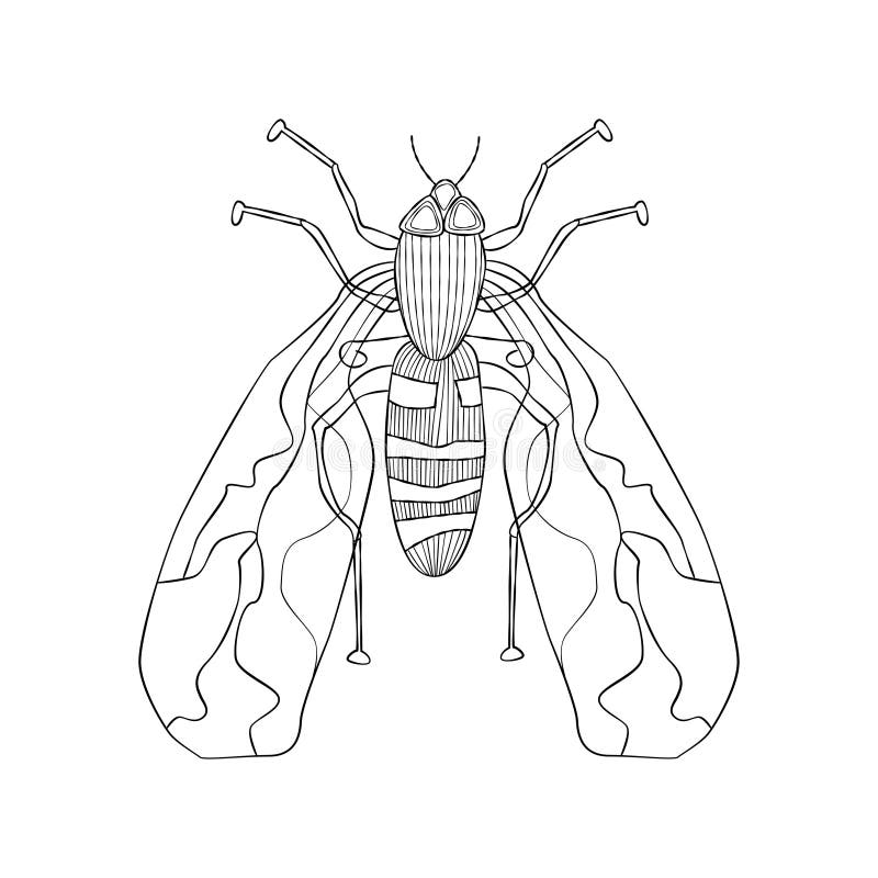 Hoverfly, Flower Fly - Vector Illustration. Stock Vector - Illustration ...