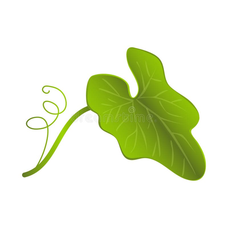 Pumpkin Leaf Isolated on White, 3d Vector Illustration Stock Vector ...