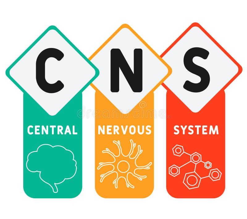 CNS - Central Nervous System. Acronym, Medical Concept Background ...