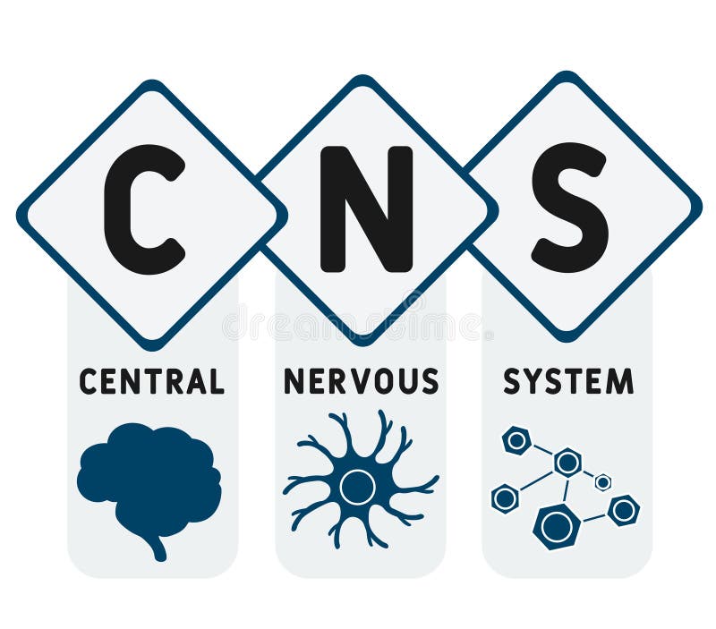 CNS - Central Nervous System. Acronym, Medical Concept Background Stock ...