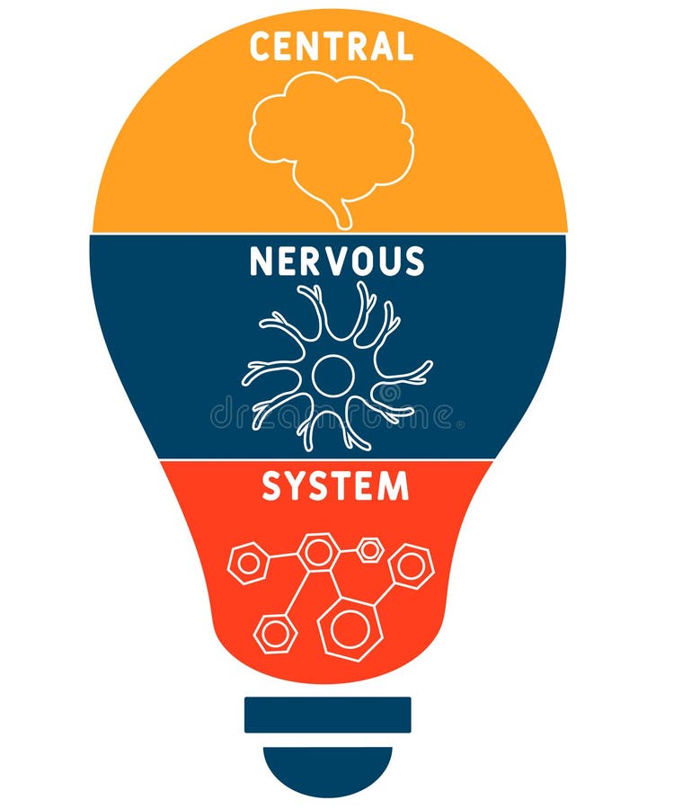 CNS - Central Nervous System. Acronym, Medical Concept Background ...