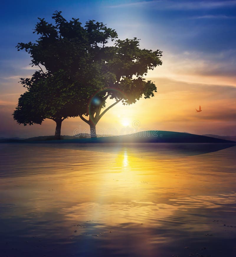 Beautiful Sunset Over Water Tree Silhouette Rainbow Sky Nature ...