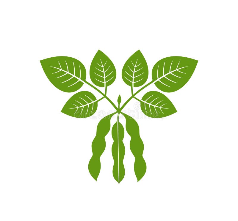 Soybean Plant Stock Illustrations – 4,357 Soybean Plant Stock ...