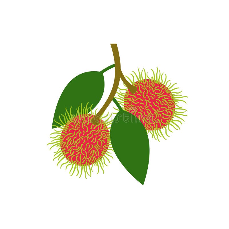 Rambutan Tree Drawing