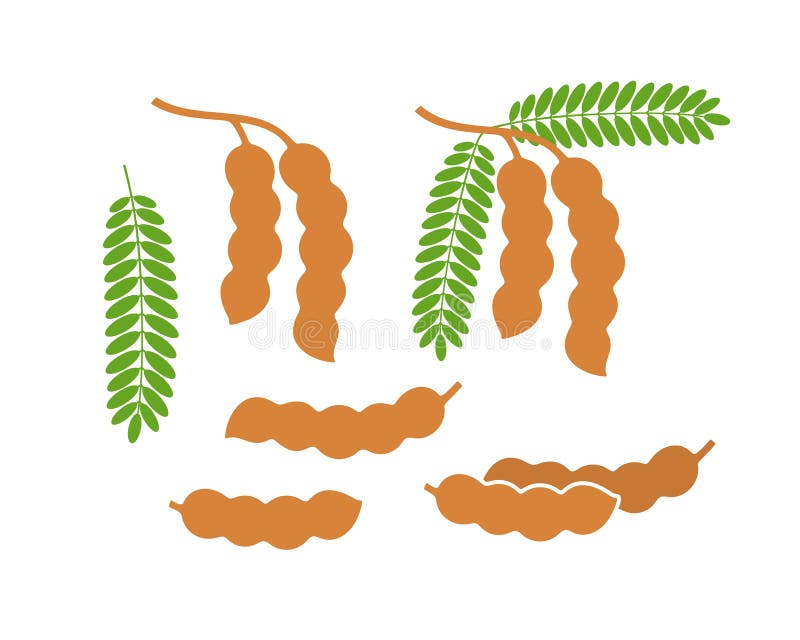 Tamarind Tree Stock Illustrations – 391 Tamarind Tree Stock ...