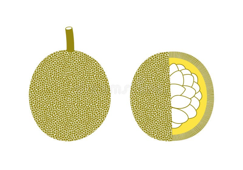 Marang Isolated on White. Artocarpus Odoratissimus, Called Terap ...