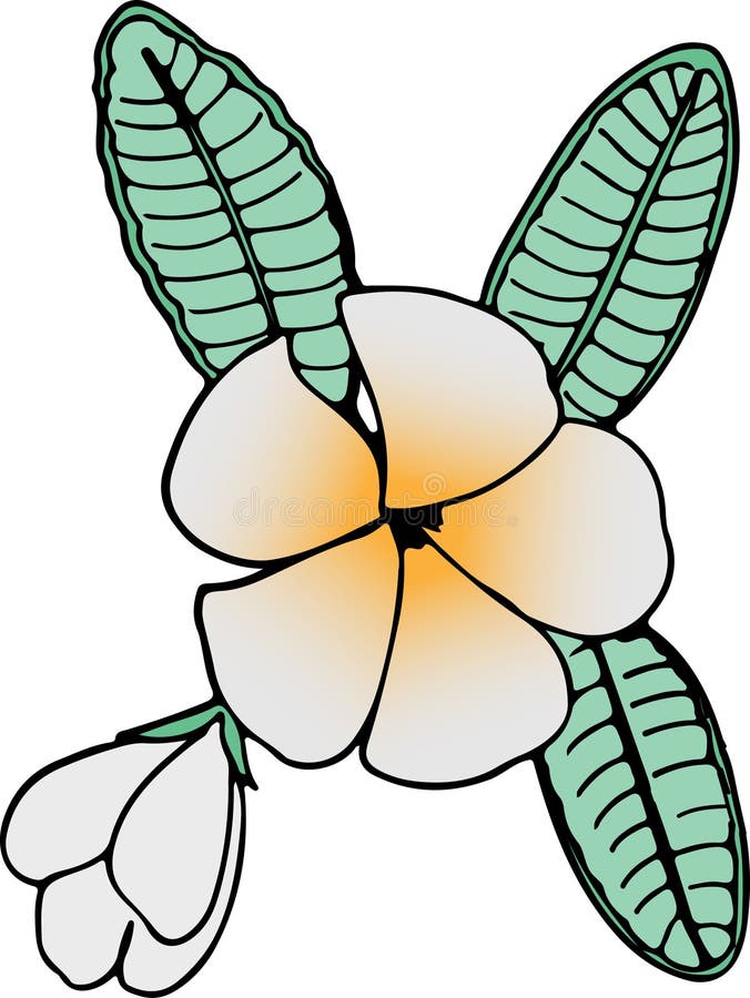 Temple Flower Illustration on White Stock Vector - Illustration of ...