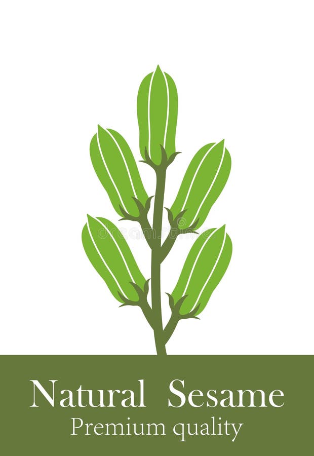 Sesame Logo. Isolated Sesame on White Background Stock Vector ...