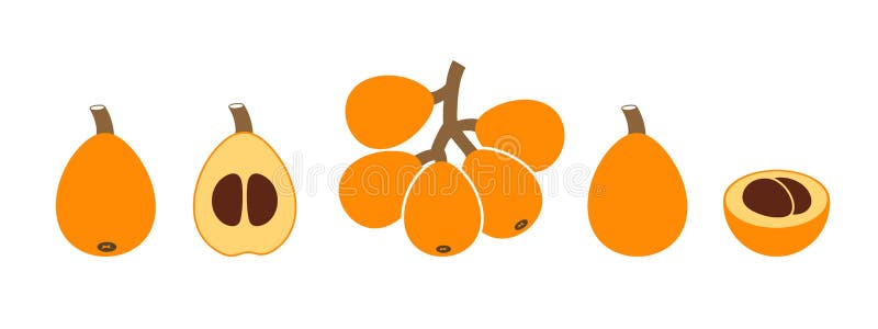 Loquat Logo. Isolated Loquat On White Background Stock Vector ...