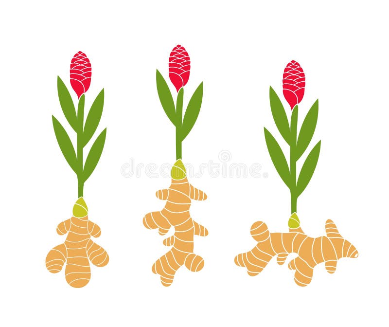 Ginger Plant. Isolated Ginger Plant on White Background Stock Vector ...