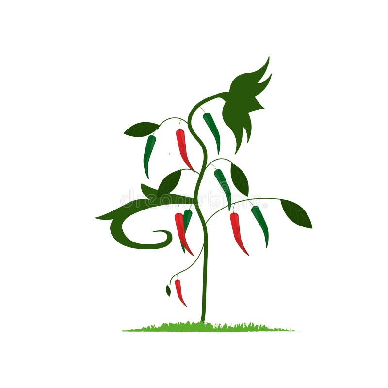 Red Pepper Tree Stock Illustrations – 726 Red Pepper Tree Stock ...