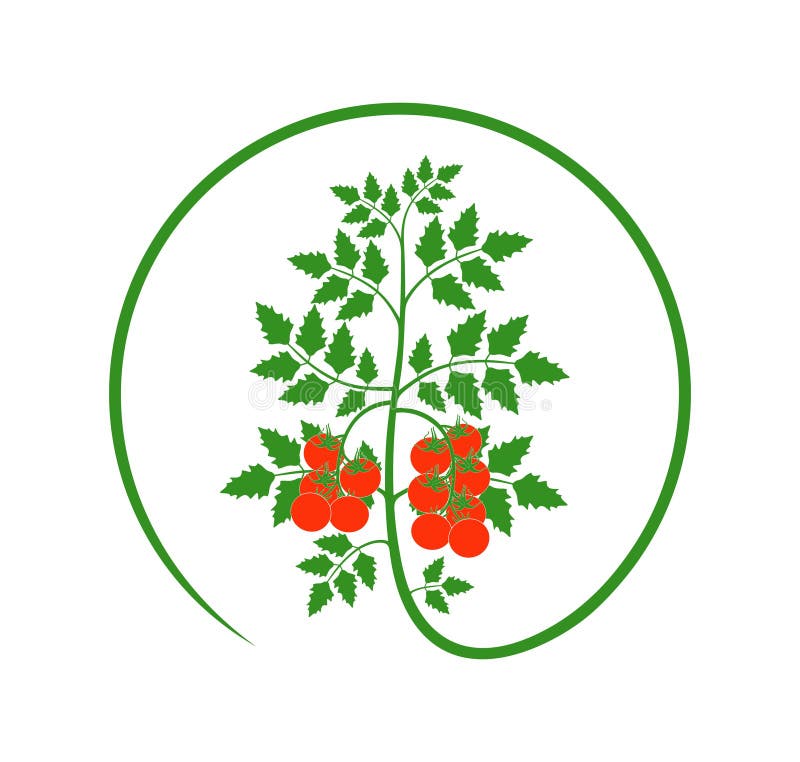 Tomato Logo. Isolated Tomato on White Background Stock Vector ...