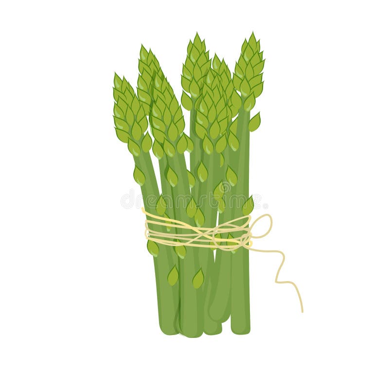 Asparagus Bundle Drawing Stock Illustrations – 57 Asparagus Bundle ...