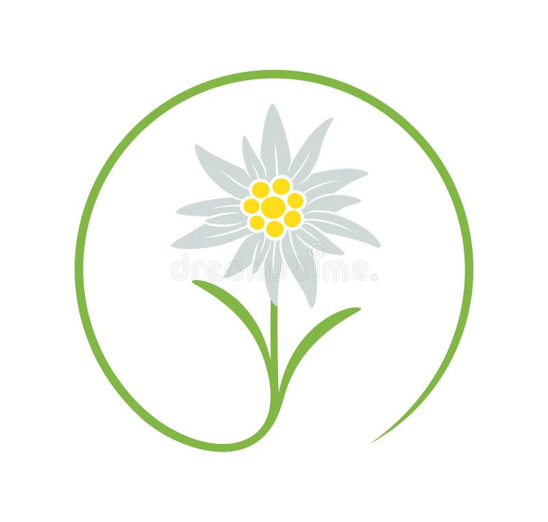 Edelweiss Logo. Isolated Edelweiss on White Background Stock Vector ...