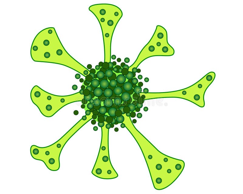 Animalcules Stock Illustrations – 13 Animalcules Stock Illustrations ...