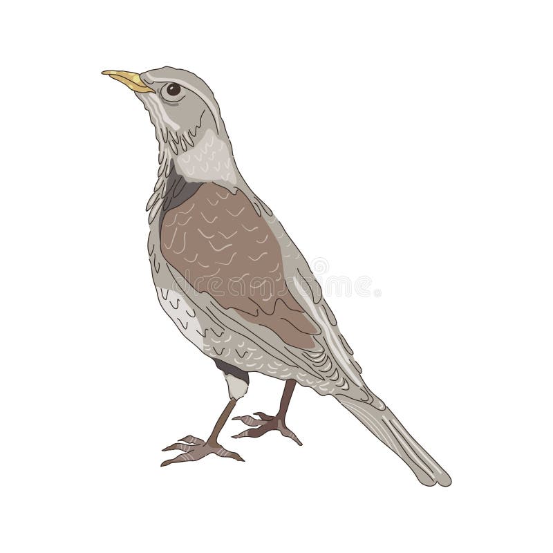 Fieldfare - Hand Drawn Vector Illustration Stock Vector - Illustration ...