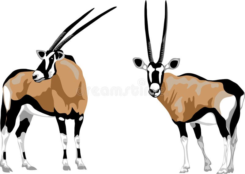 Gemsbok Stock Illustrations – 308 Gemsbok Stock Illustrations, Vectors ...