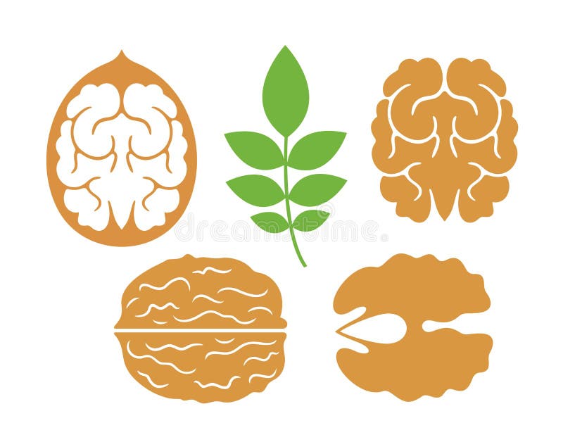 Walnut tree stock vector. Illustration of symbol, bizarre - 48368996