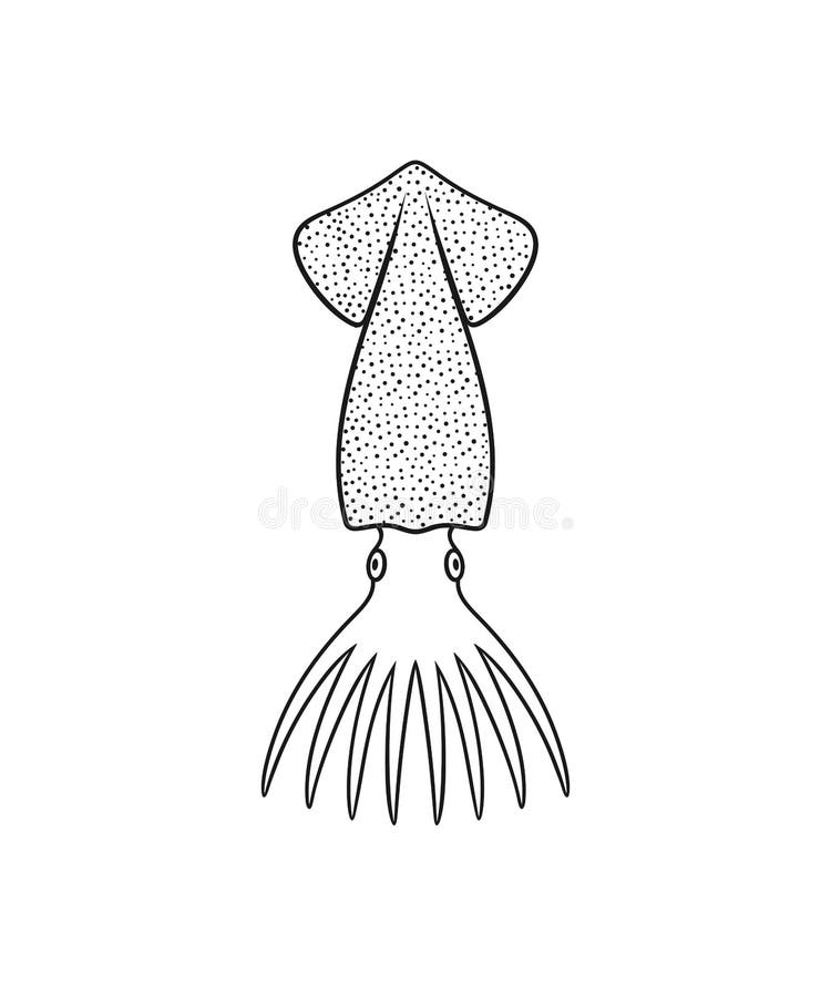 Squid Outline. Isolated Squid on White Background Stock Vector ...