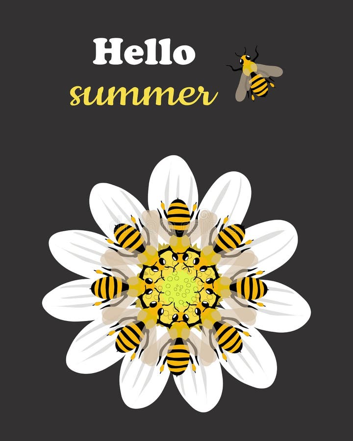 Greeting Card with Chamomile Flower and Honey Bee Hello Summer. Stock ...