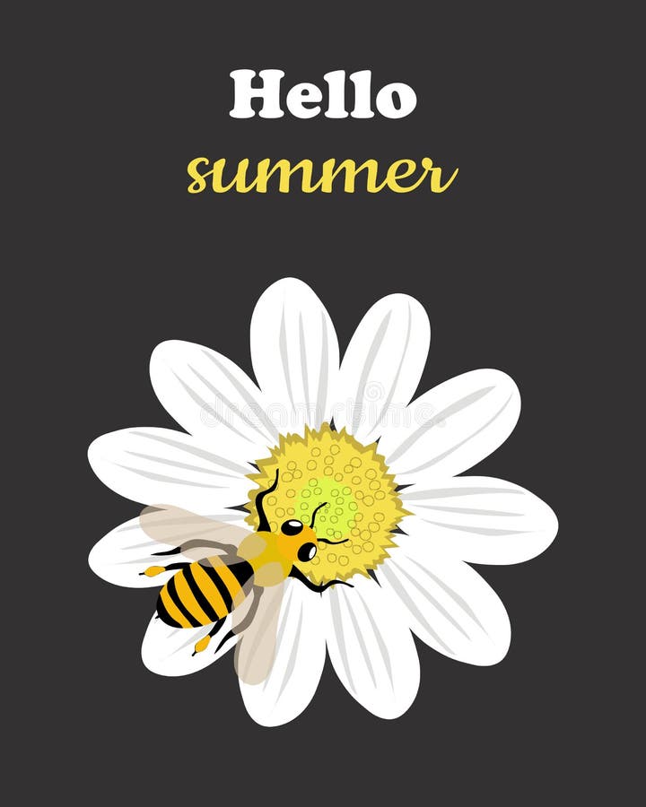 Greeting Card with Chamomile Flower and Honey Bee Hello Summer. Stock ...