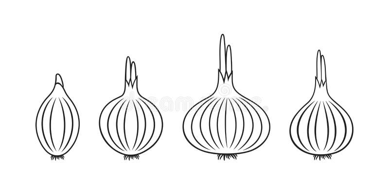 Onion outline icon stock vector. Illustration of kitchen - 225396166