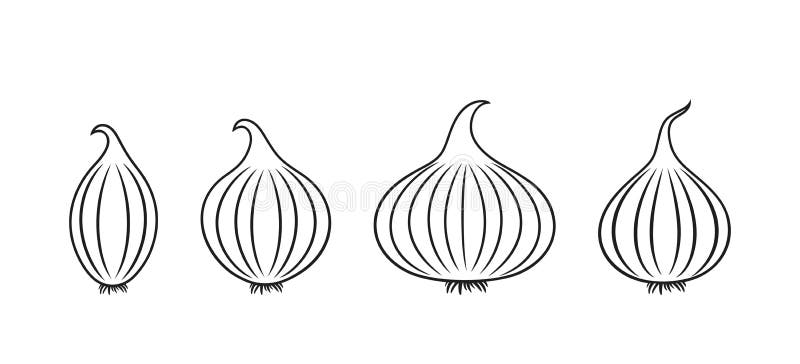 Onion Outline Icon, Line Vector Sign, Linear Pictogram Isolated on ...