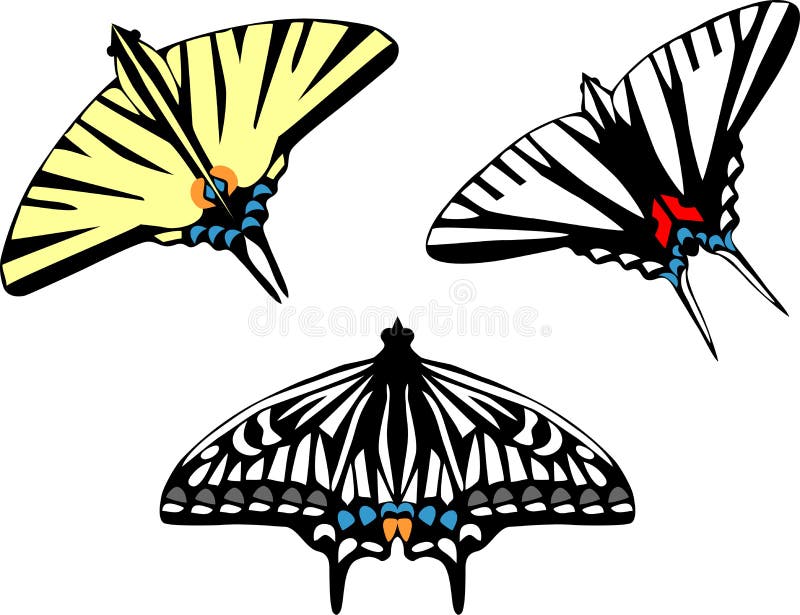 Swallowtail Butterfly Vector Stock Vector - Illustration of tiger ...