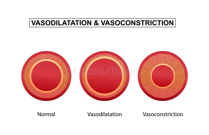 Vasodilation and Vasoconstriction. Comparison of Blood Vessels. Stock ...