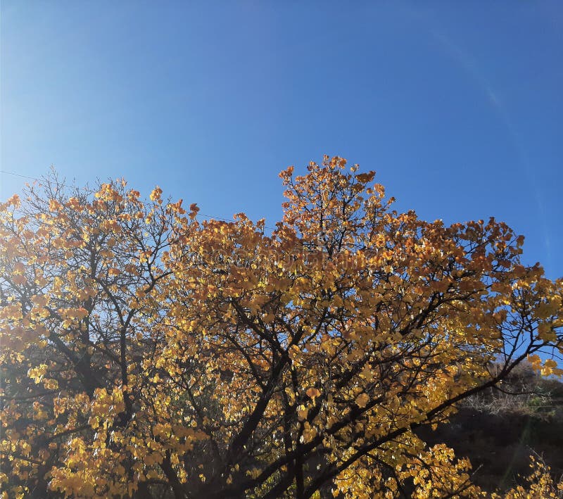 Golden Autumn, Yellow Leaves, Clear Autumn Day Stock Image - Image of ...