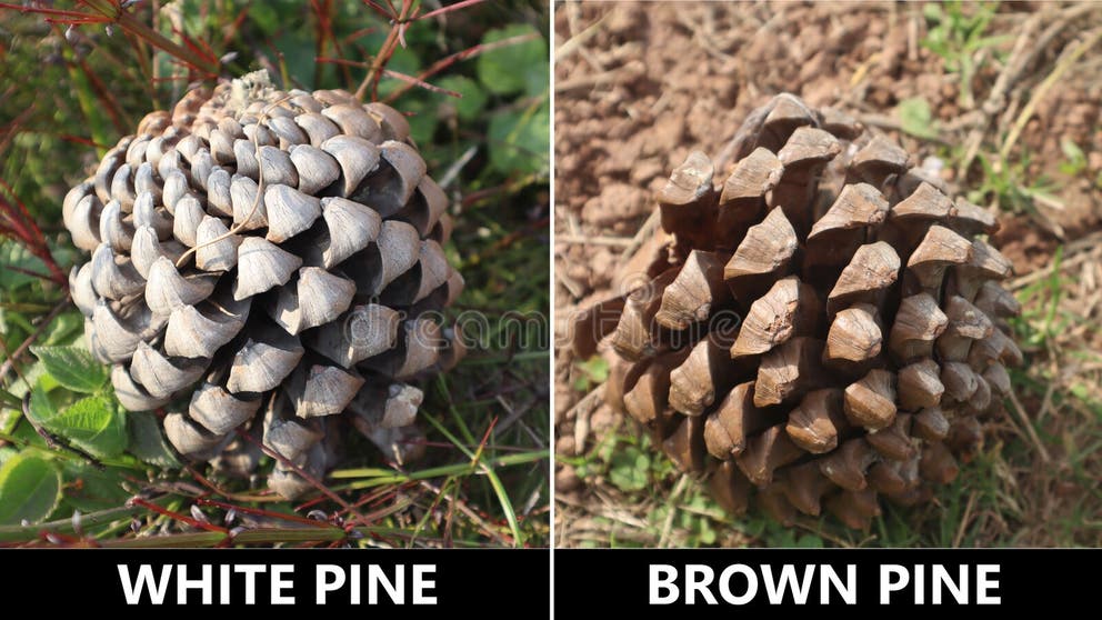 Natural Pinus Roxburghii-Pinus Roxburghii-Evergreen Forest of Pine ...