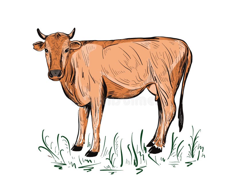 Starving Cow Stock Illustrations – 11 Starving Cow Stock Illustrations ...