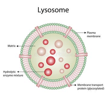 Anatomical Structure of Lysosome. Vector Illustration Stock Vector ...