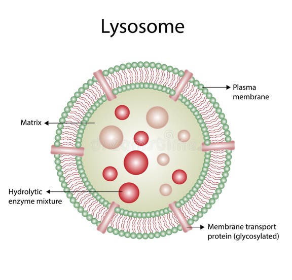 Anatomical Structure of Lysosome. Vector Illustration Stock Vector ...