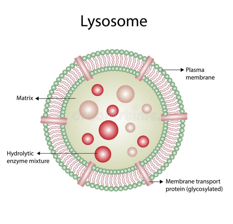 Anatomical Structure of Lysosome. Vector Illustration Stock Vector ...
