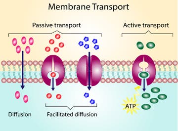 Active Vs Passive Transport for Molecules Movement in Cell. Stock ...