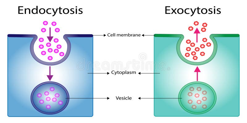 Endocytosis Diagram